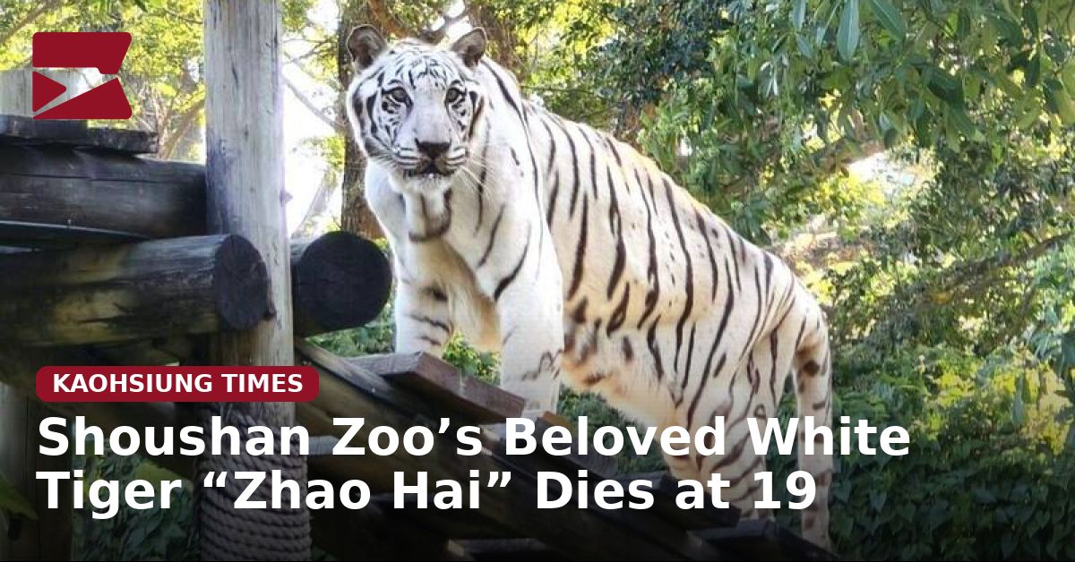 Shoushan Zoo’s Beloved White Tiger “Zhao Hai” Dies at 19 - Kaohsiung Times