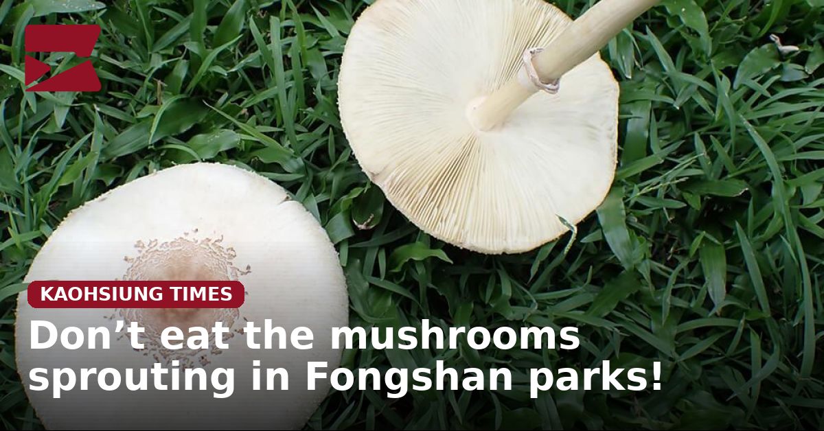 Don’t eat the mushrooms sprouting in Fongshan parks! - Kaohsiung Times